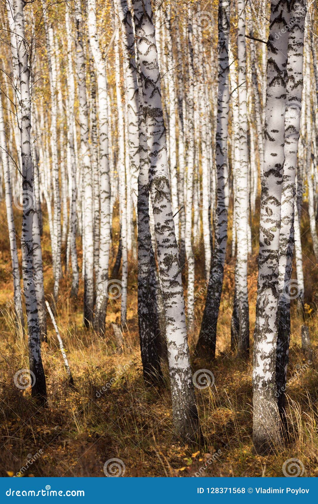 Thick Forest of Birch Trees in the Fall in Krasnoyarsk. Stock Photo ...