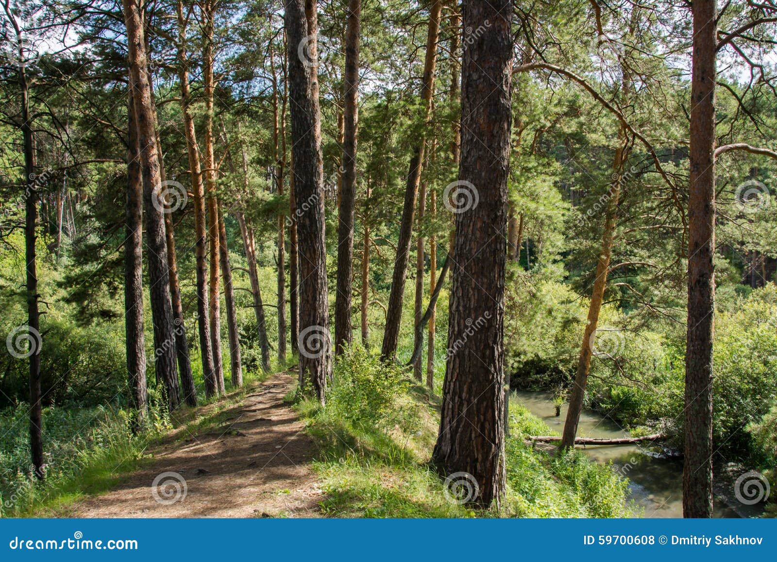 Thick forest stock photo. Image of hill, dense, fresh - 59700608