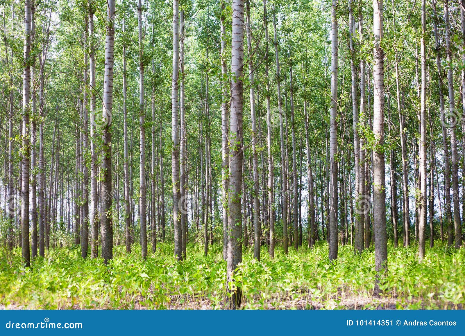 Thick Forest with Lots of Thin Poplar Trees Stock Image - Image of lots ...