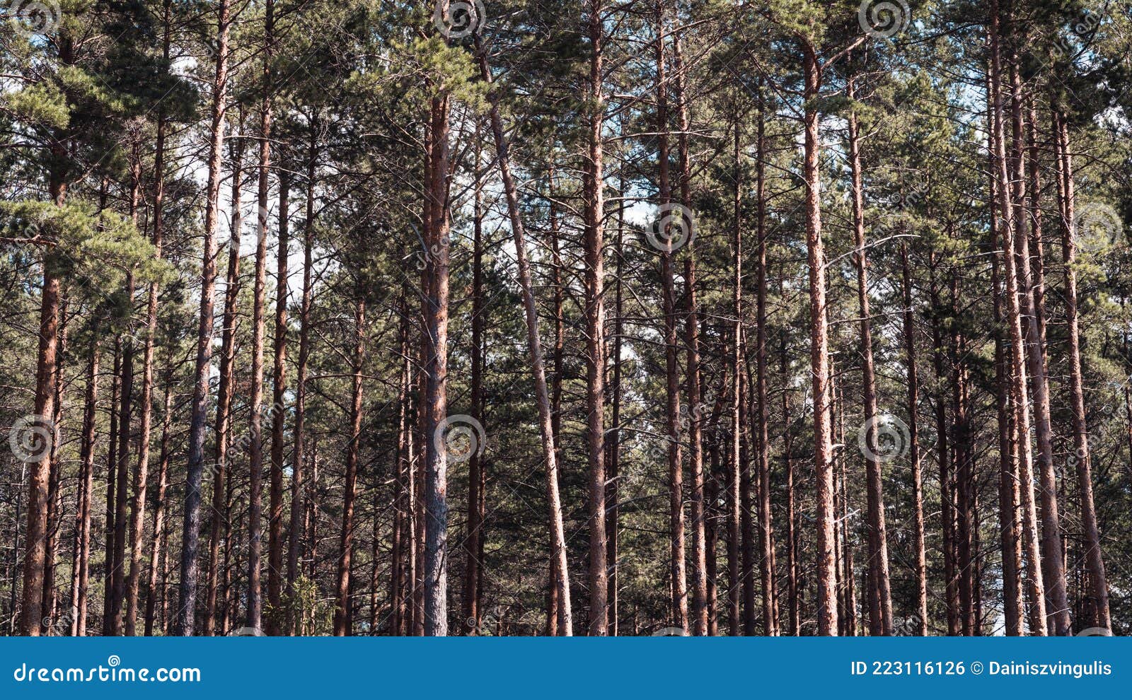 Long, Slender Trunks of Pine Trees Stock Photo - Image of beautiful ...