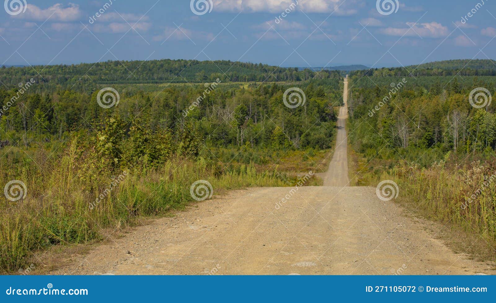 Thick Forest with a Single Dirt Road through it Stock Photo - Image of ...
