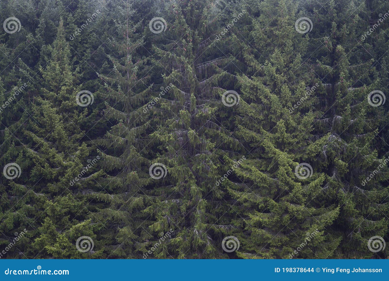 Thick Forest of Spruce Trees Stock Photo - Image of background, cone ...
