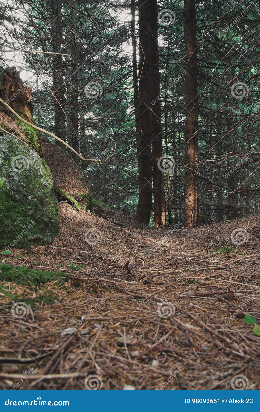 Thick Forest And Sky Peeping Through Stock Photo | CartoonDealer.com ...
