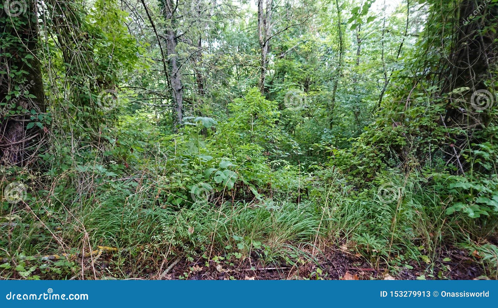 Thick Woods Forest of Trees and Plants Stock Image - Image of trees ...