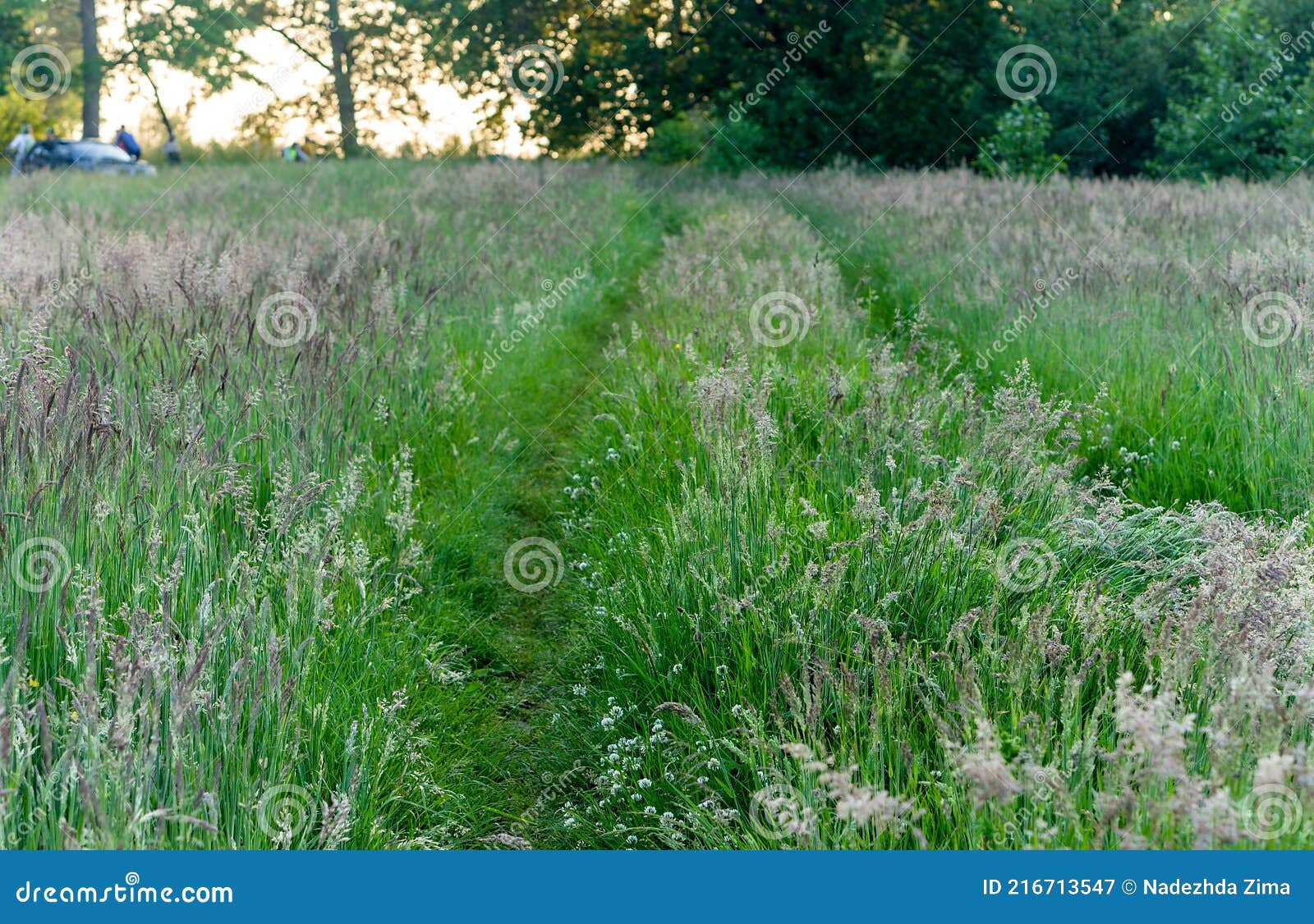 Thick Grass in a Clearing. a Lawn of Green Beautiful Grass Stock Image ...