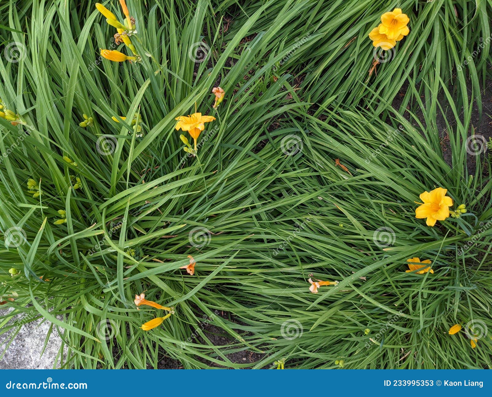 Thick grass in the garden stock image. Image of evergreen - 233995353