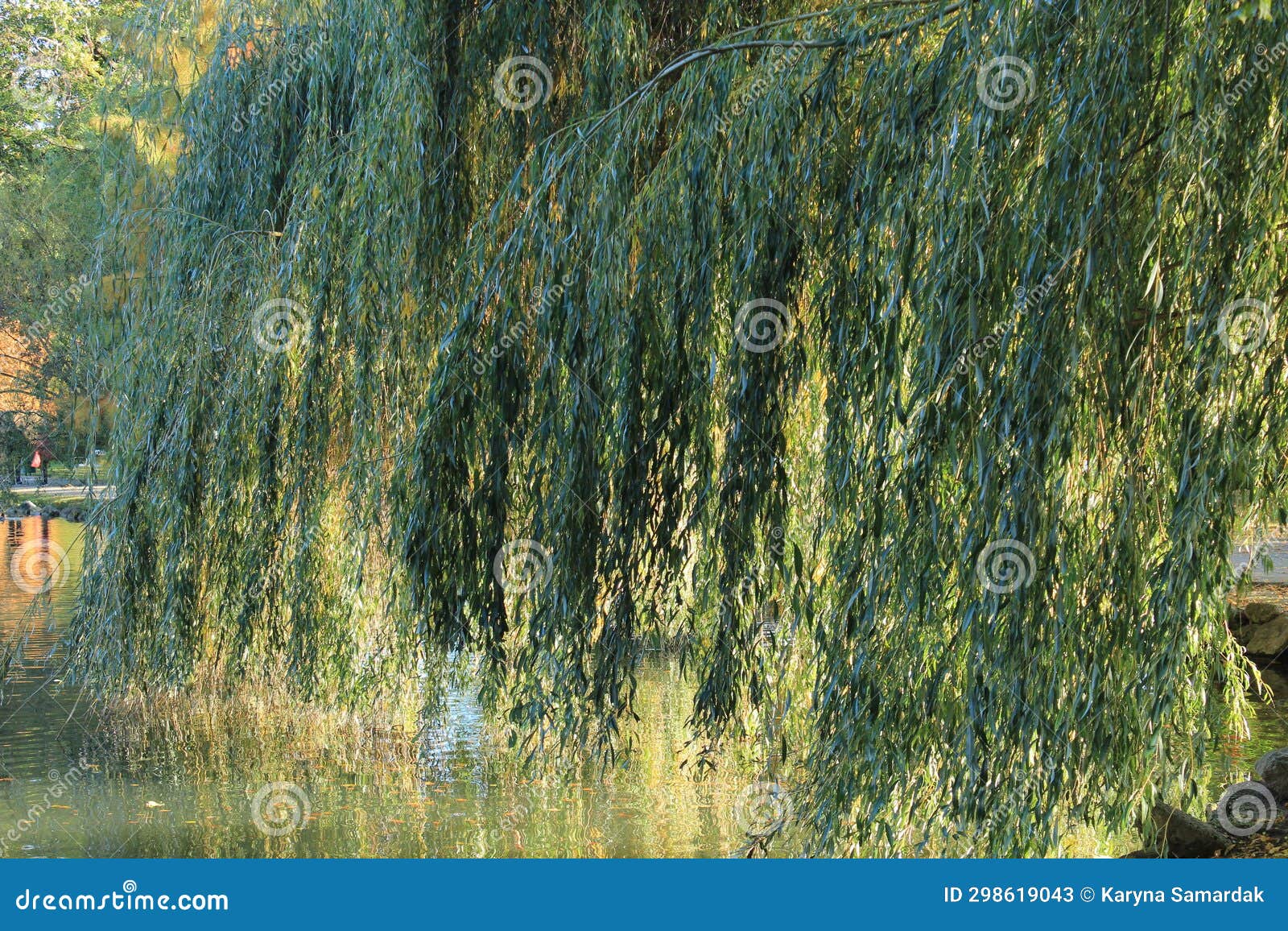 A Tree with Its Branches Overhanging the Water Stock Image - Image of ...