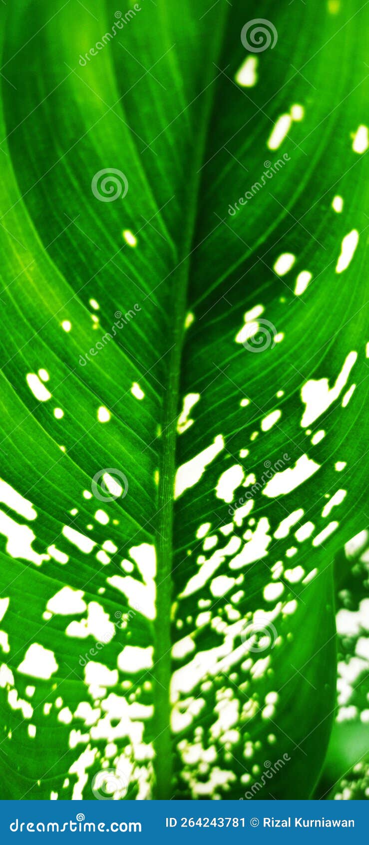 Thick Green Color Dotted with White Spots Stock Image - Image of nature ...