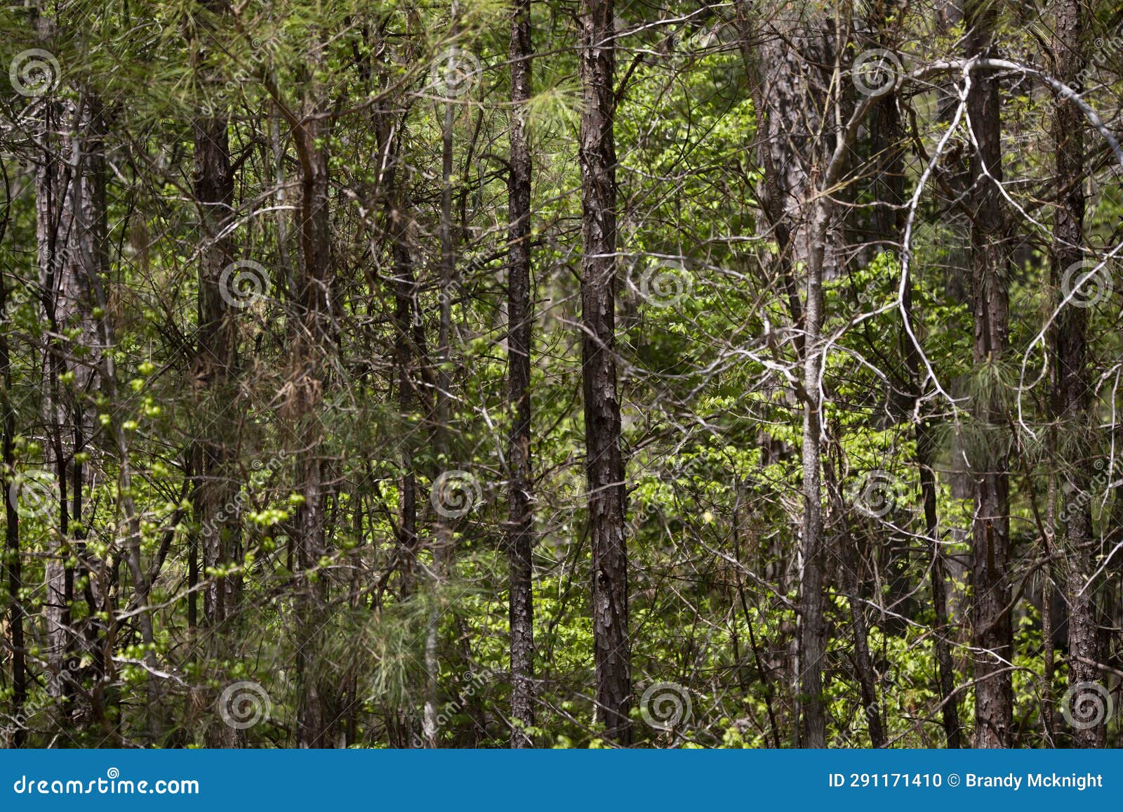 Thick Green Forest stock photo. Image of ecosystem, environment - 291171410