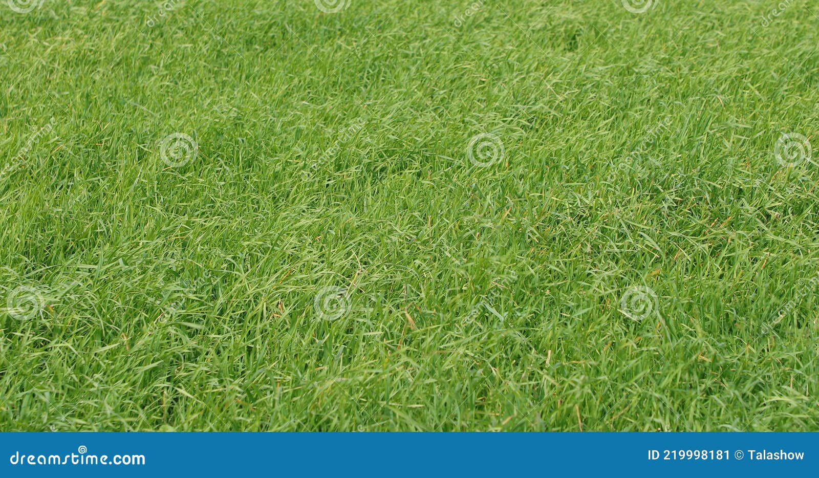 Thick and Green Grass in the Daytime Stock Image - Image of grass ...