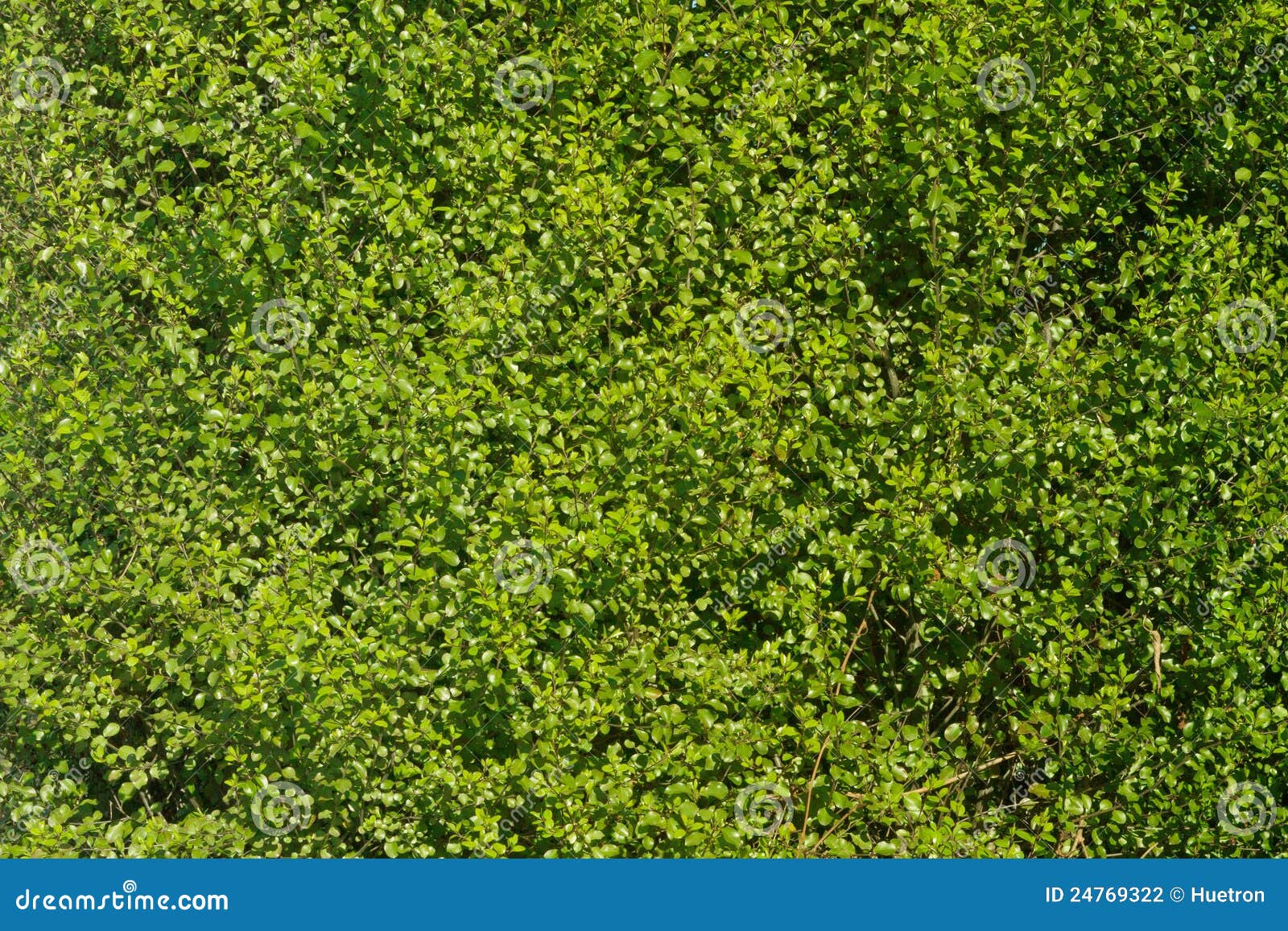 Thick green hedge stock photo. Image of wall, horizontal - 24769322
