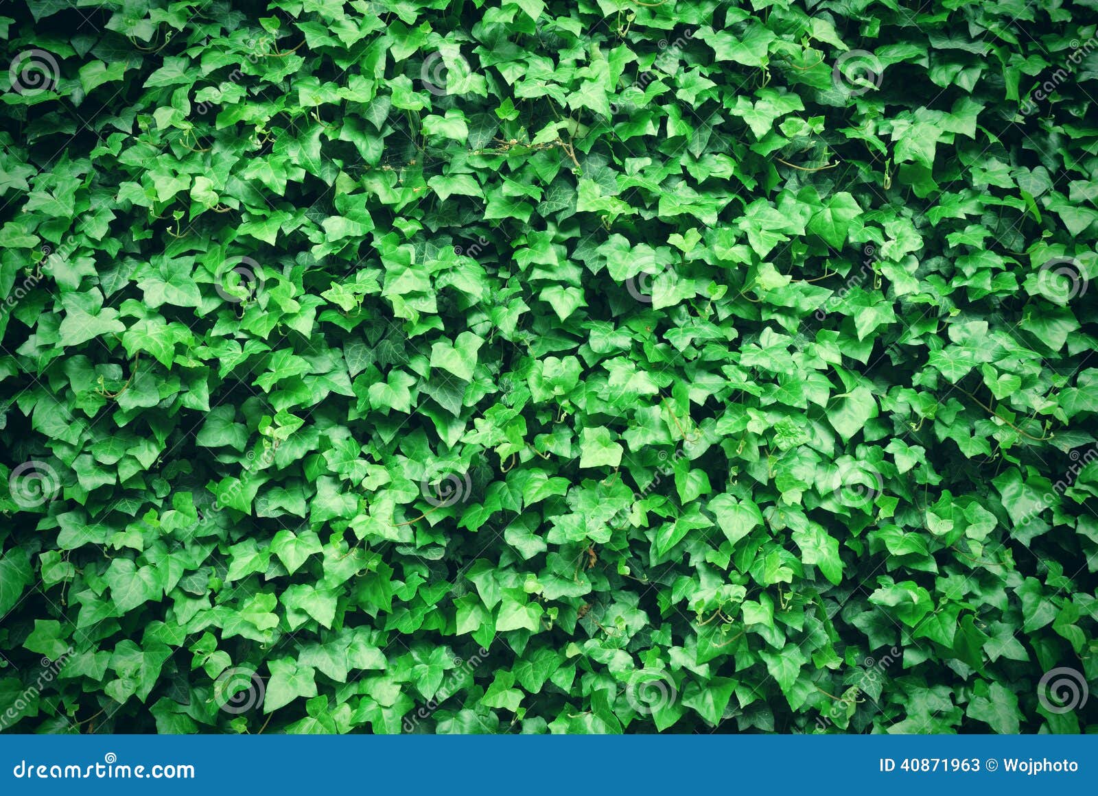 Thick Green Ivy Leaves Background Stock Image - Image of huge, climbing ...