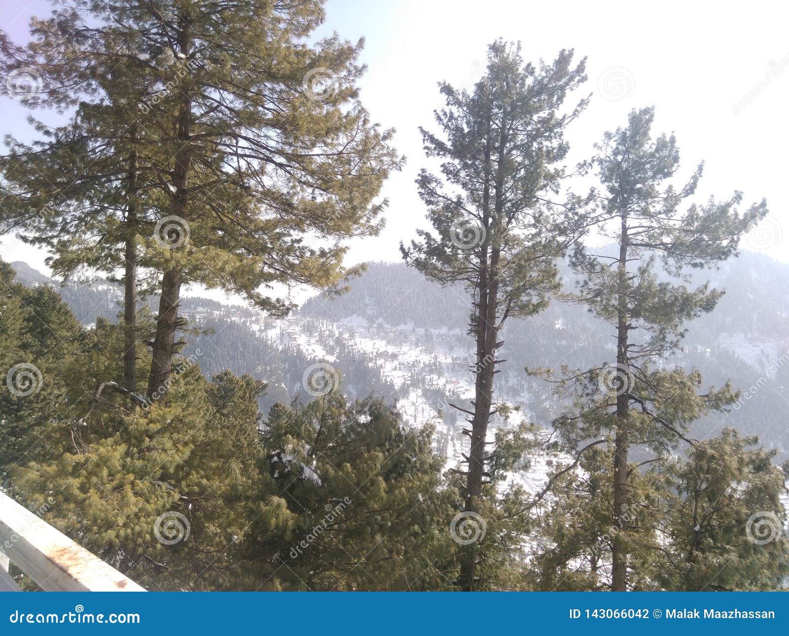A Thick Green Jungle Covered with Snow Stock Photo - Image of beautiful ...