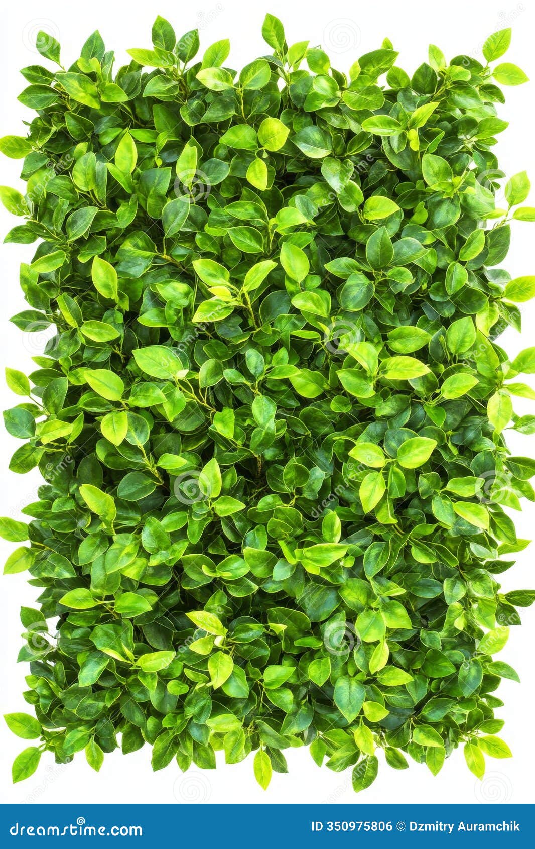 Thick Green Leaves, Thick Bushes, and a Natural Backdrop. Stock Photo ...