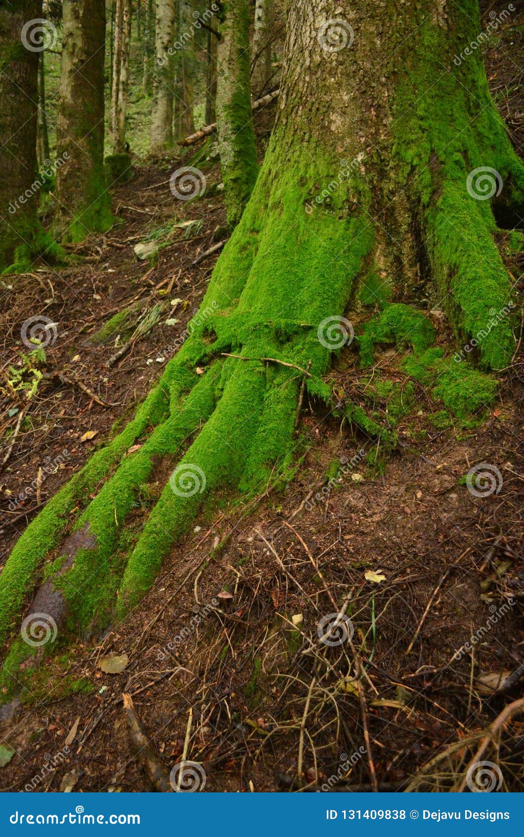 Thick Green Moss Covering Large Tree Roots Stock Photo - Image of ...