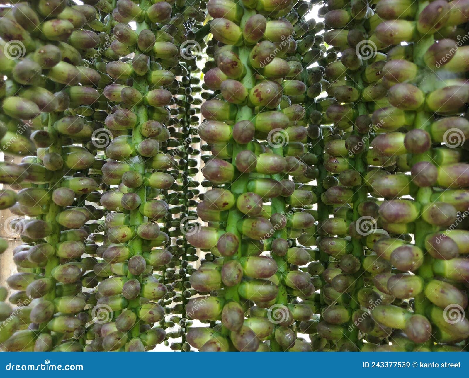 Thick and green palm fruit stock image. Image of evergreen - 243377539