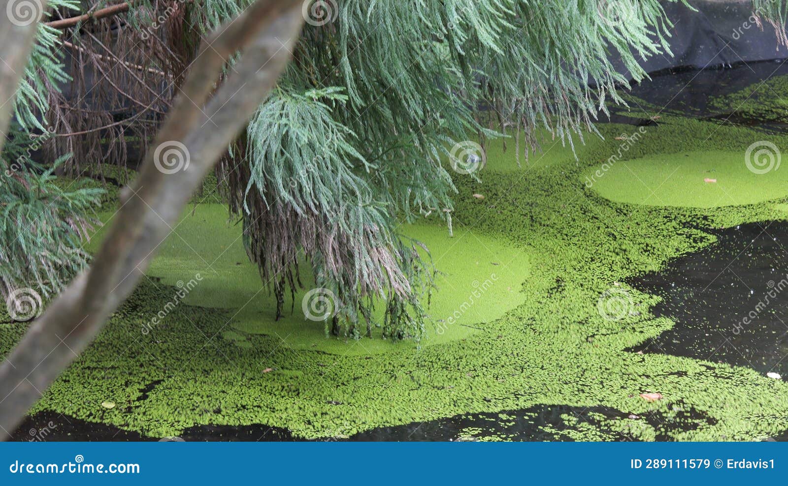 Thick Green Pond Algae Deep in the Forest Stock Image - Image of pond ...