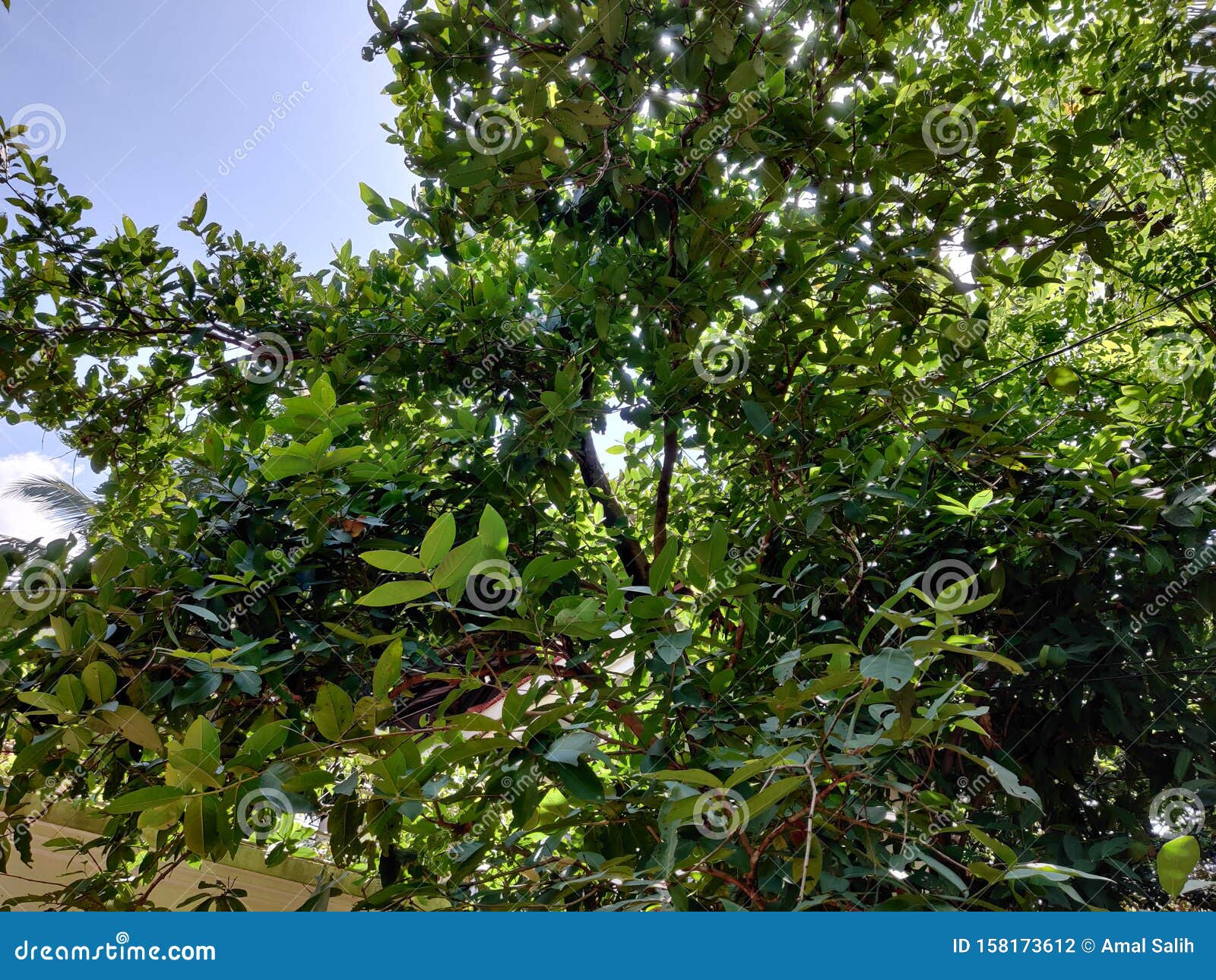 Thick green stock photo. Image of leaves, plants, thick - 158173612