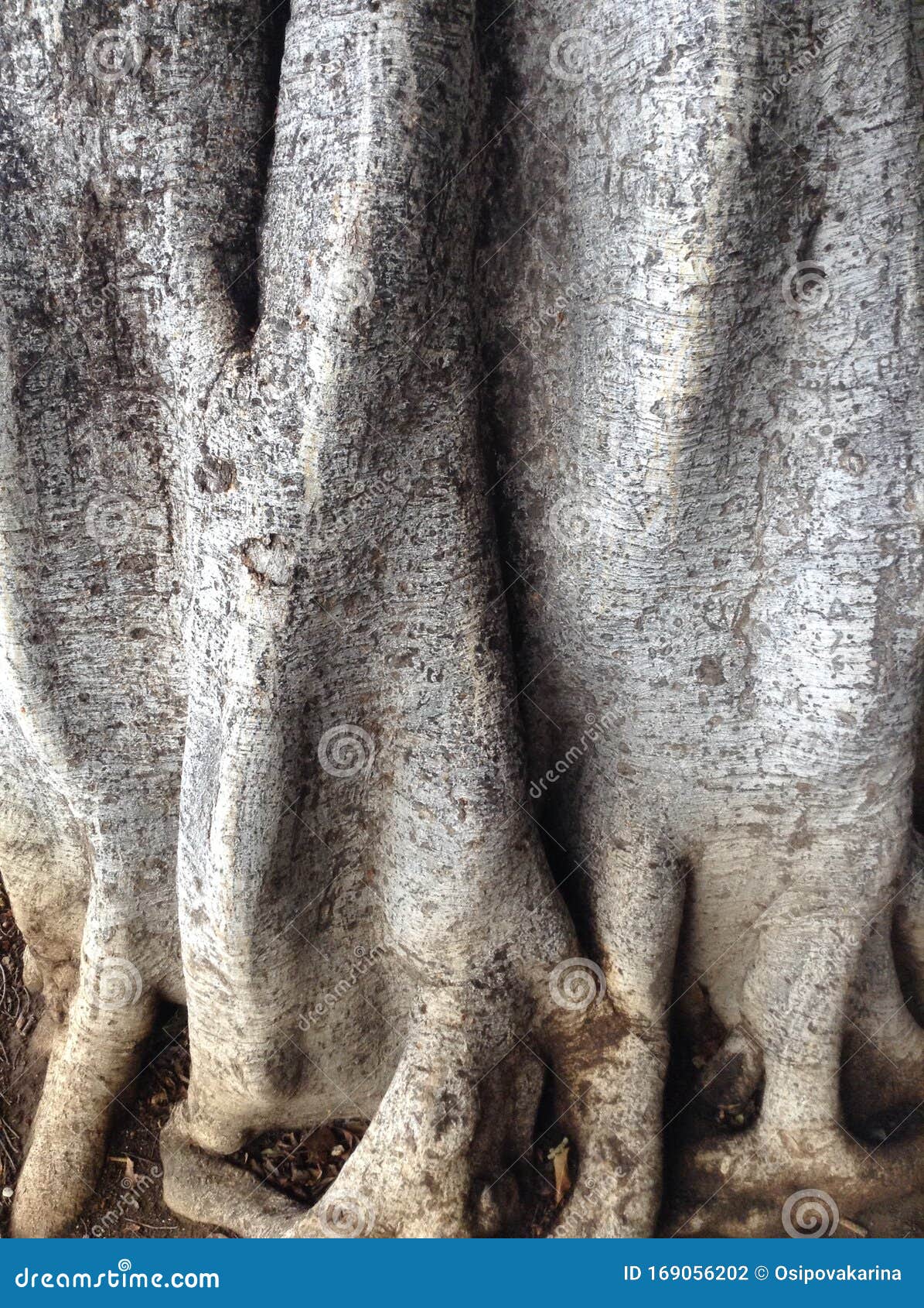 Wooden Background, Tree Trunk Stock Photo - Image of grey, thick: 169056202