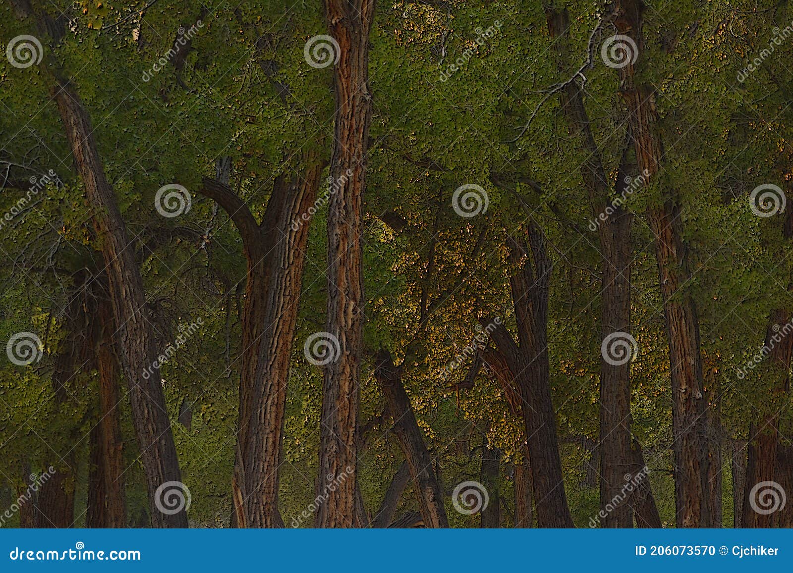 Thick Grove of Trees with Light Digital Art Background Stock Photo ...