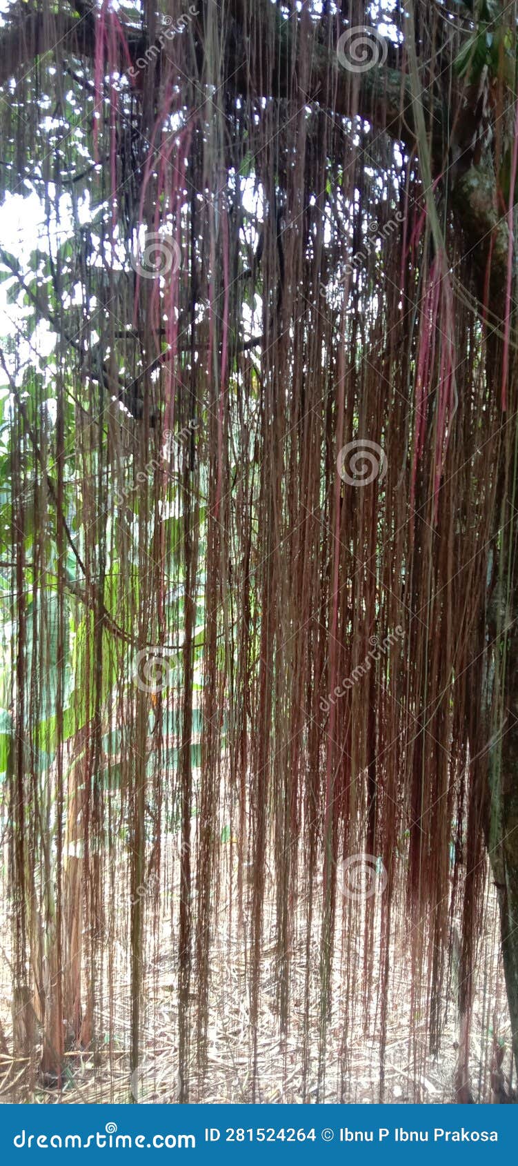 Thick Hanging Roots on a Tree Creates a Different Atmosphere Stock ...