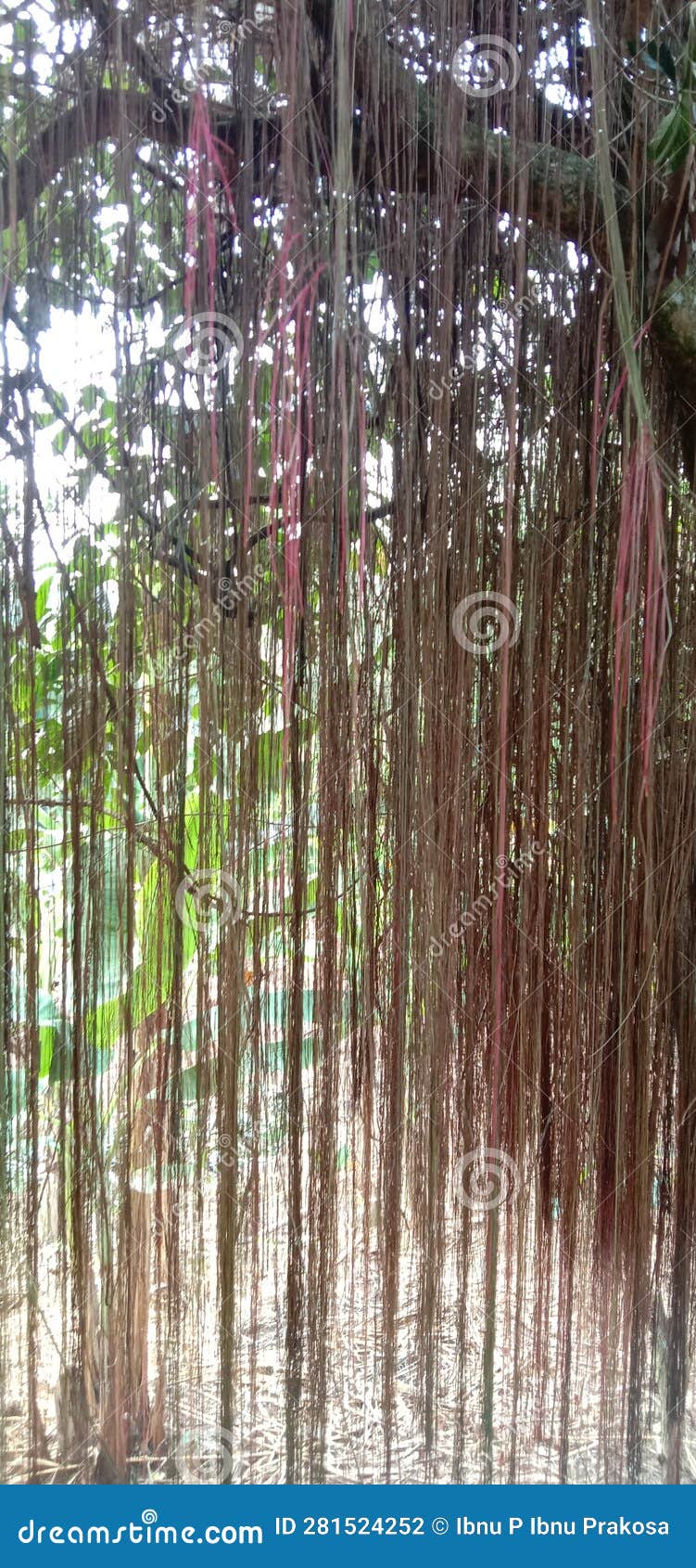 Thick Hanging Roots on a Tree Creates a Different Atmosphere Stock ...