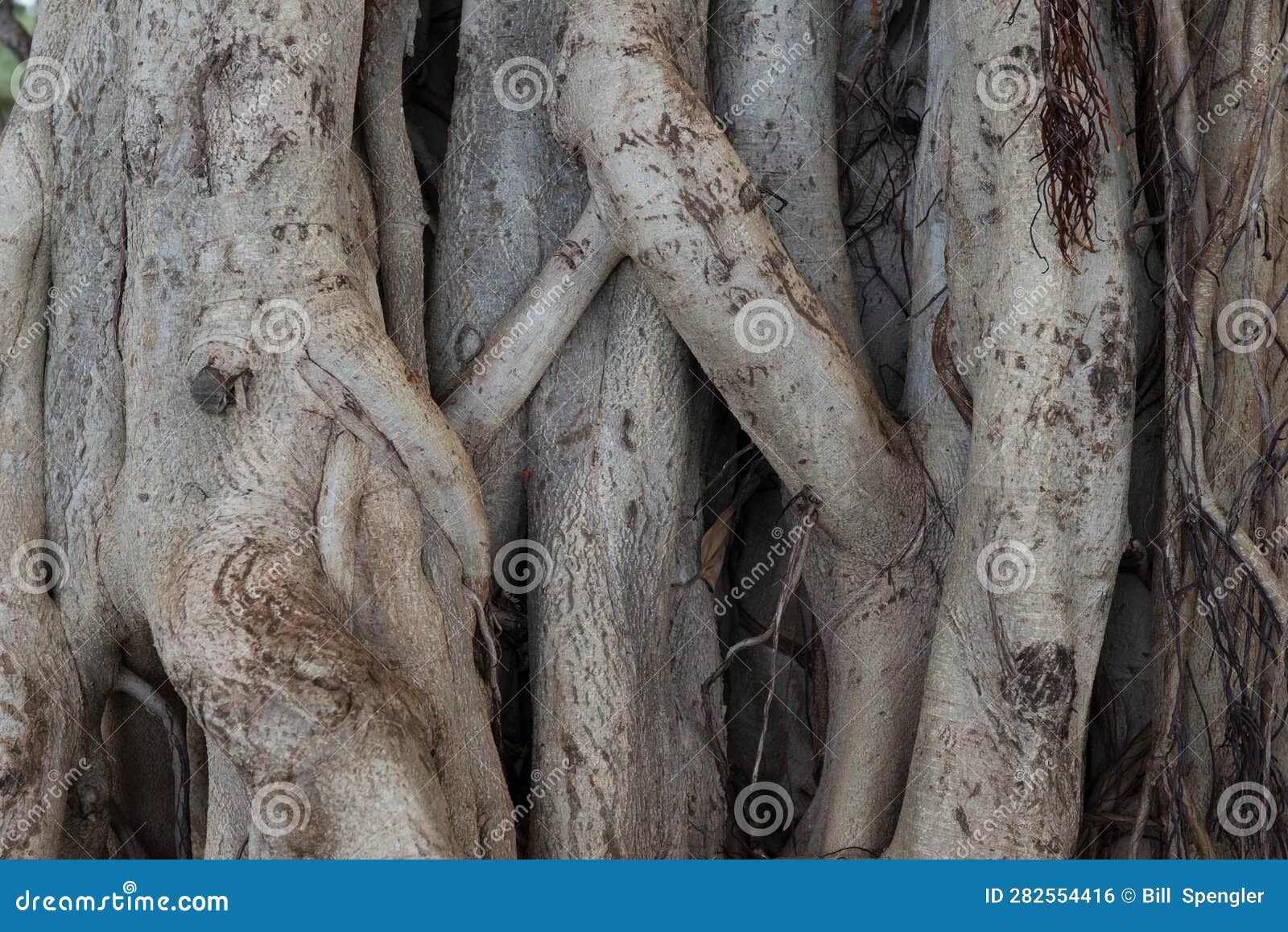 Thick Hawaiian Banyan Tree Roots Stock Photo - Image of banian, ficus ...