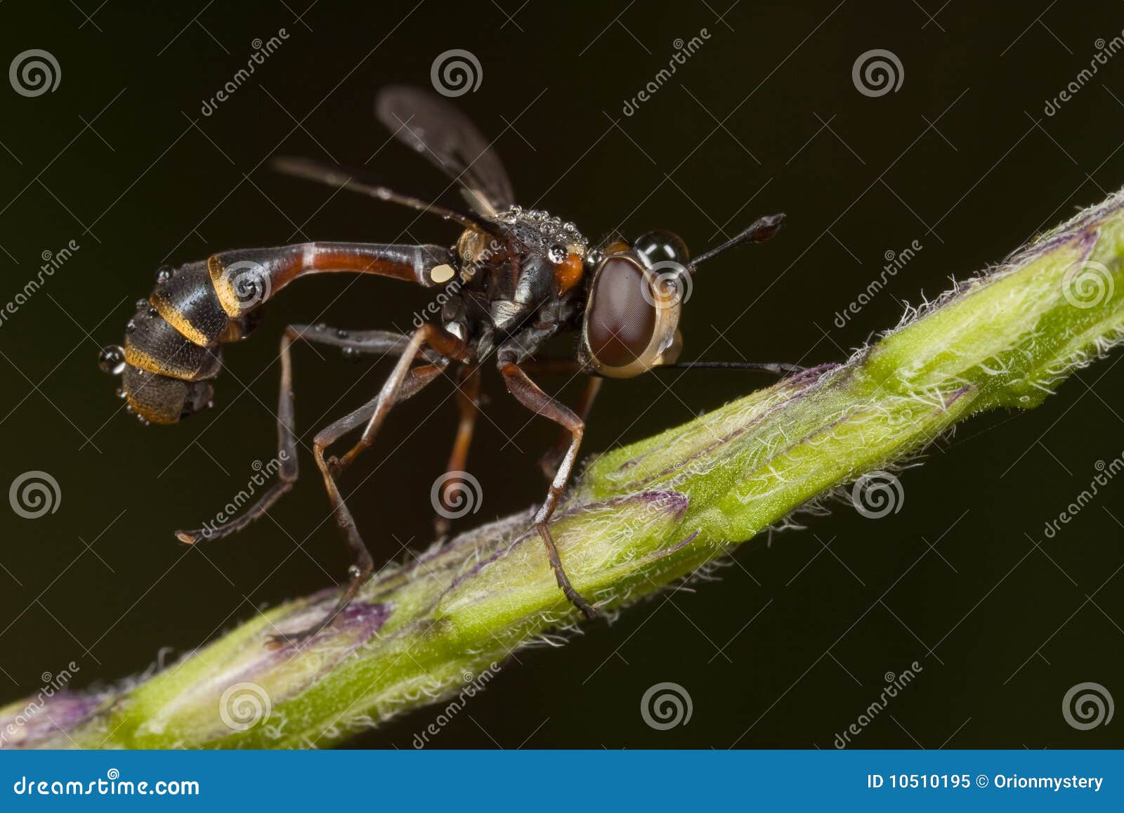 Thick Headed Fly, Conopidae Stock Image - Image of wild, green: 10510195