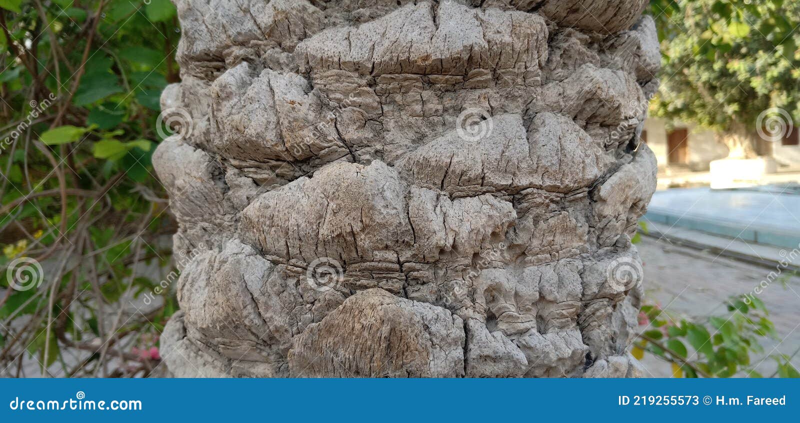 Thick and Healthy Stem of Long Palm Tree. Stock Image - Image of cliff ...