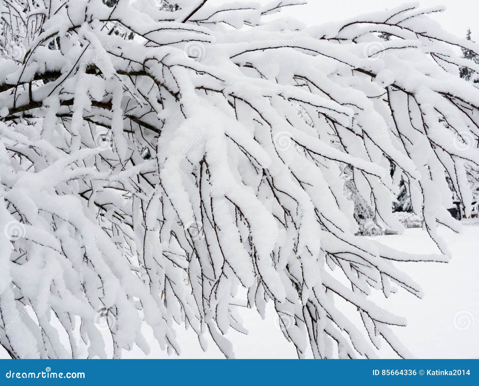 Thick Heavy Snow on Tree Branches Stock Photo - Image of storm, cold ...