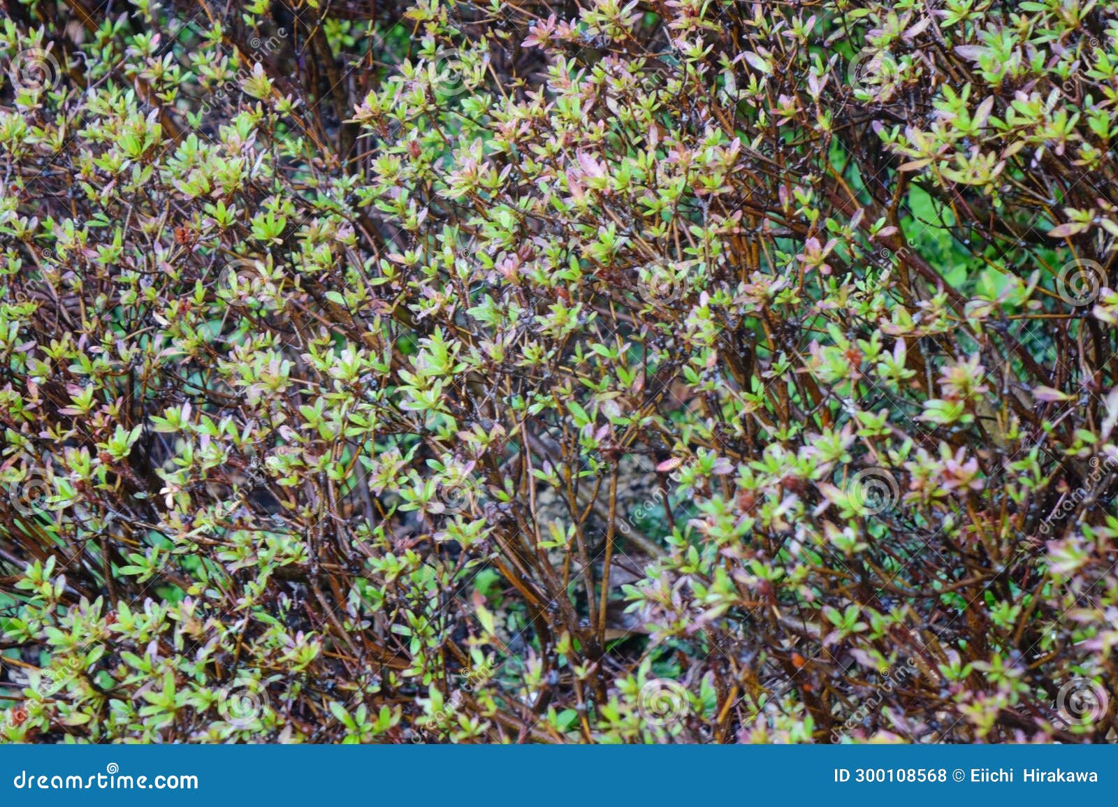 Thick hedge pattern stock photo. Image of texture, foliage - 300108568