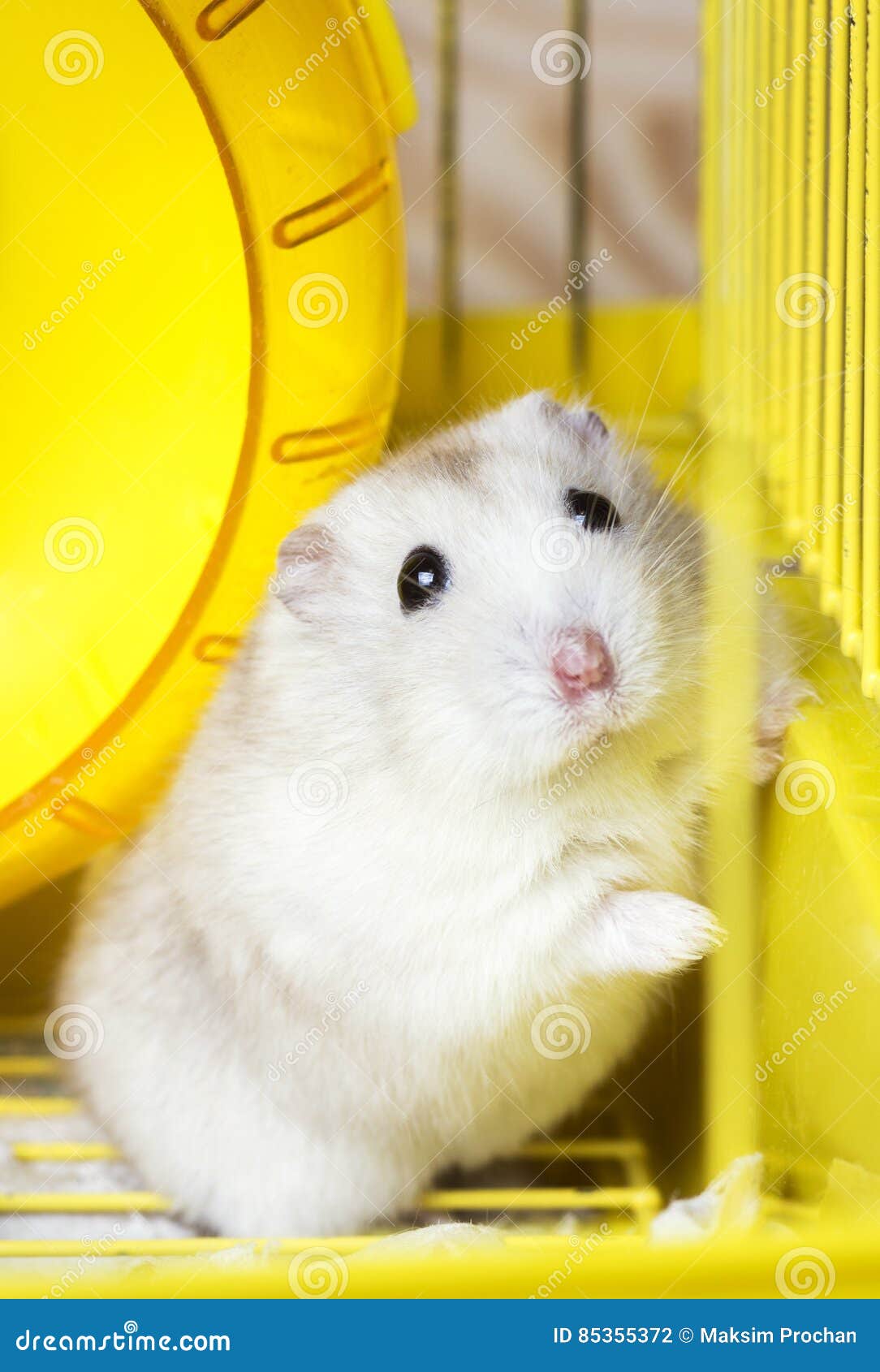 Thick Home Pet- Jungar Hamster Sitting in a Cage Stock Photo - Image of ...
