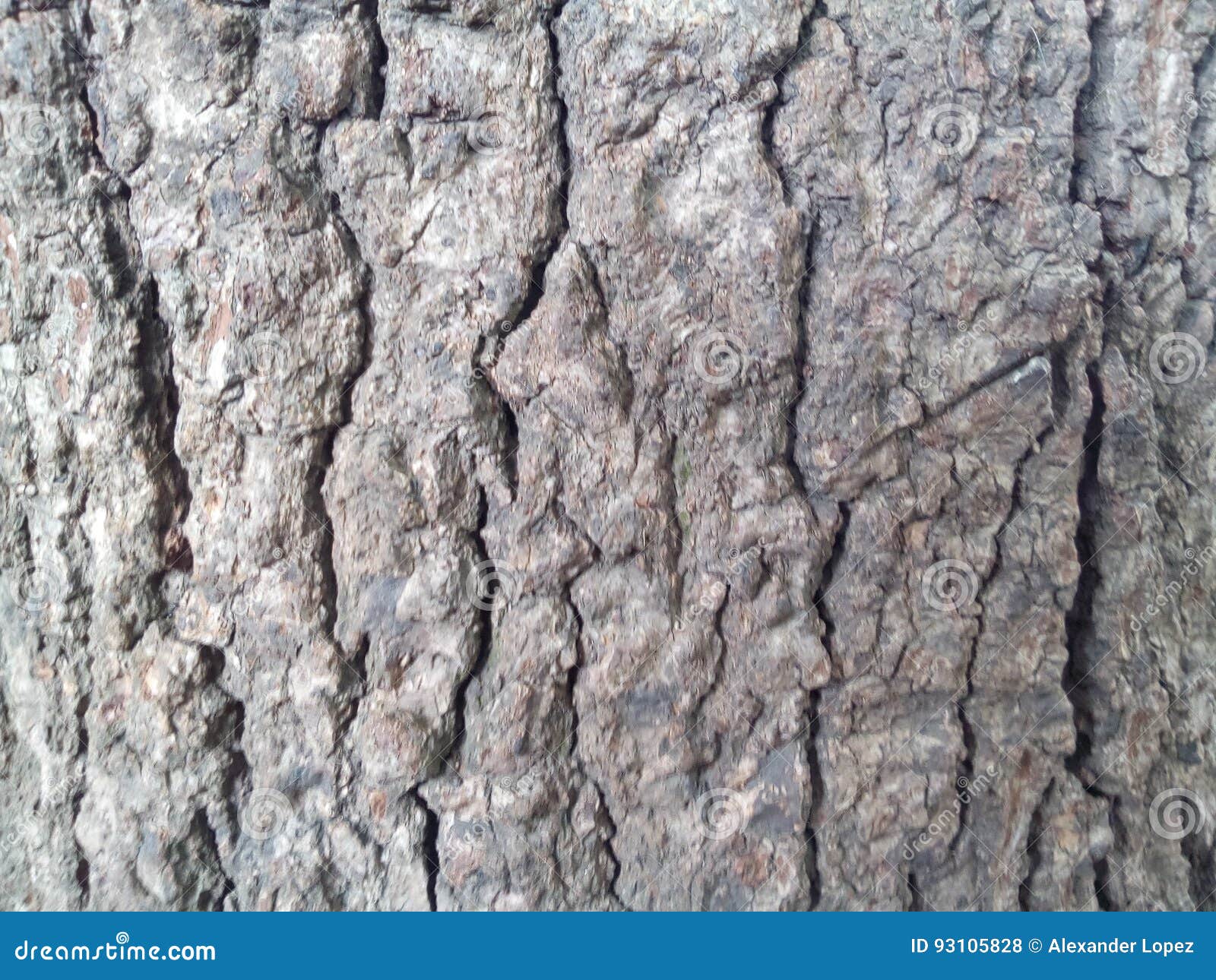 The Bark Of An Old Thick Tree. Light Gray Trunk With Dark Cracks. Wood ...