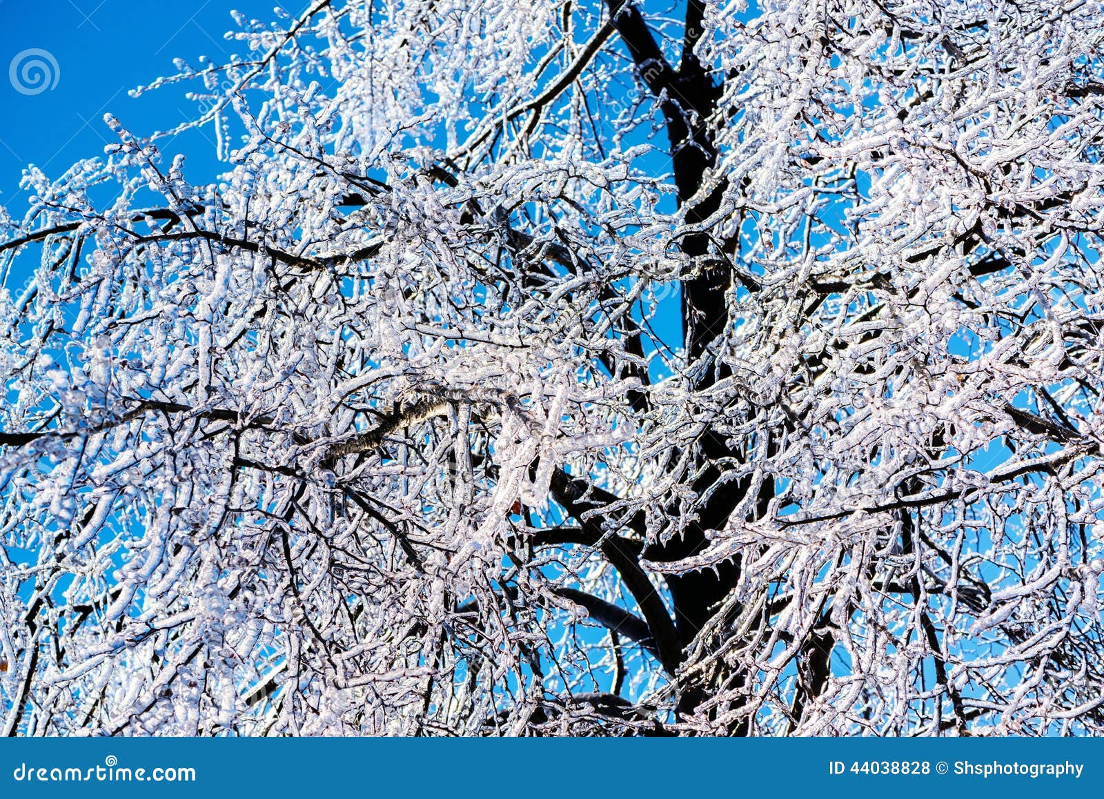 Thick Ice on Tree Branches stock photo. Image of december - 44038828