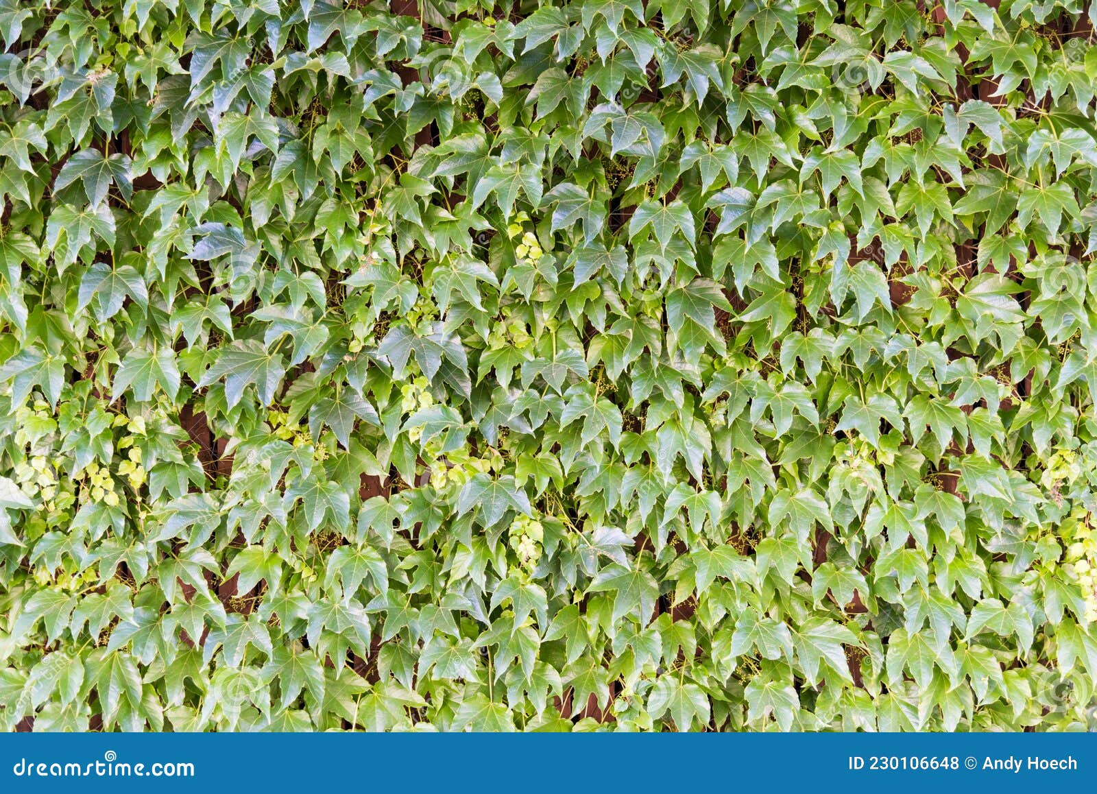 Thick Ivy Grows Up the Red Wall Stock Photo - Image of garden ...