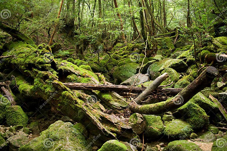 Japanese forest, Yakushima stock image. Image of destination - 4286637