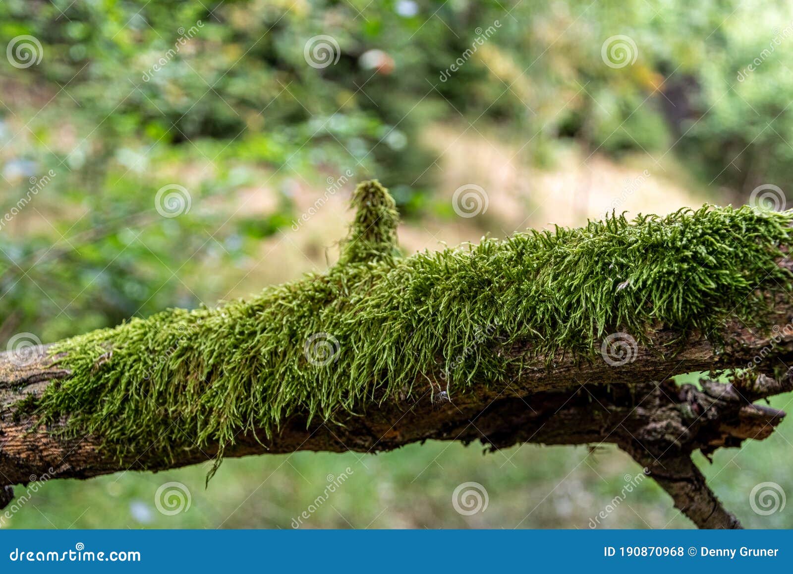 Thick Layer of Green Moss Growing on Wood Stock Photo - Image of damp ...