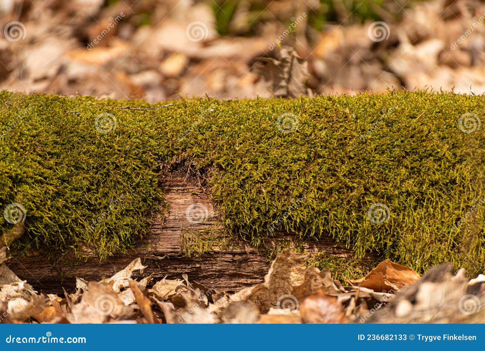 Thick Layer of Moss Growing on an Old Log.. Stock Image - Image of ...