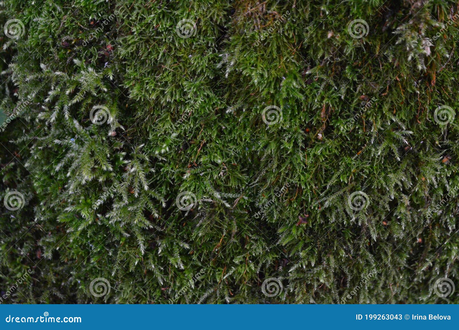 Thick Layer of Moss on the Tree Bark Stock Image - Image of fragment ...