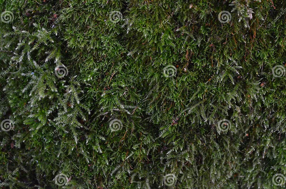 Thick Layer of Moss on the Tree Bark Stock Image - Image of nature ...