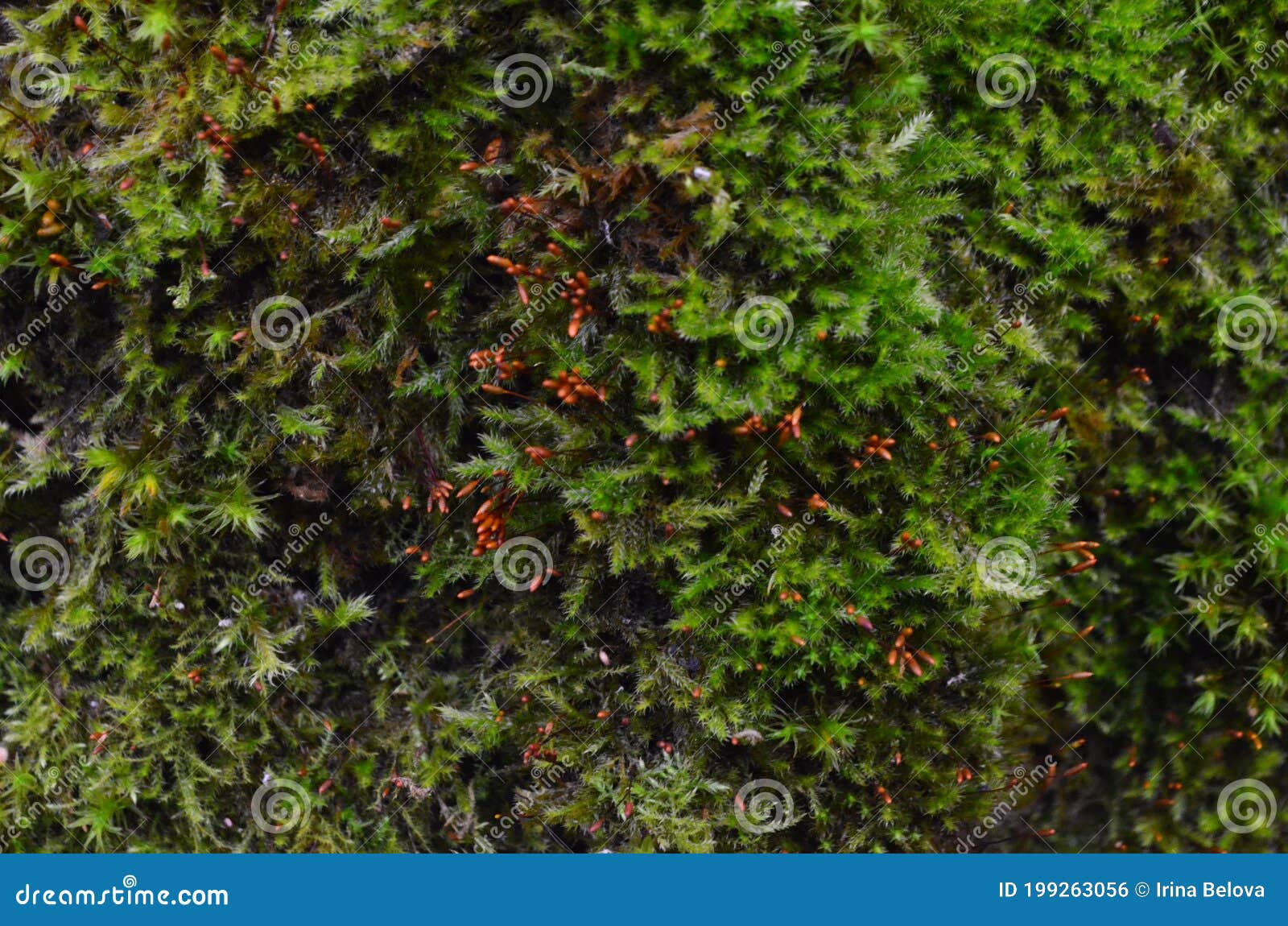 Thick Layer of Moss on the Tree Bark Stock Photo - Image of country ...