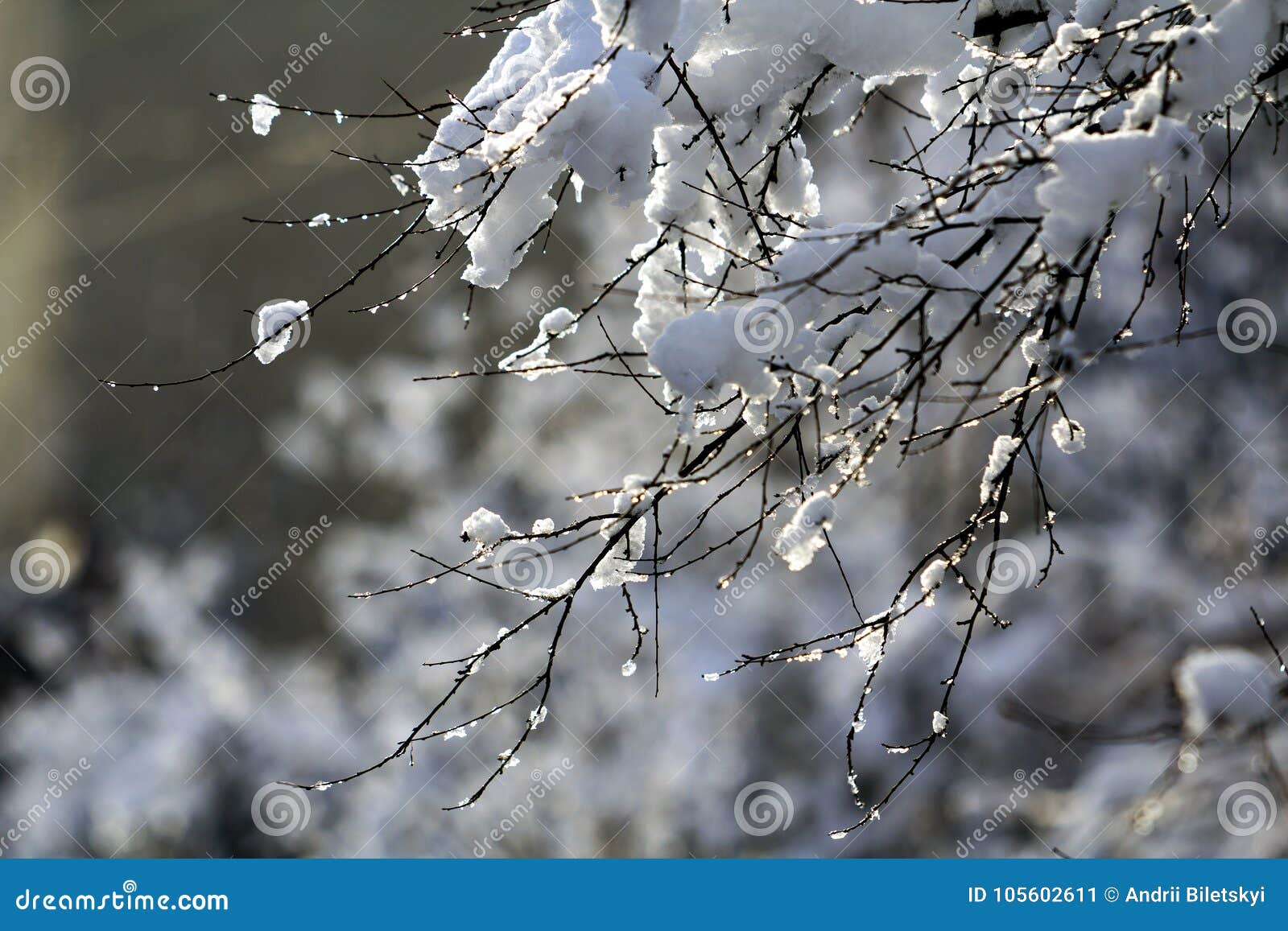 Thick Layer of Snow on Tree Branches Stock Image - Image of environment ...