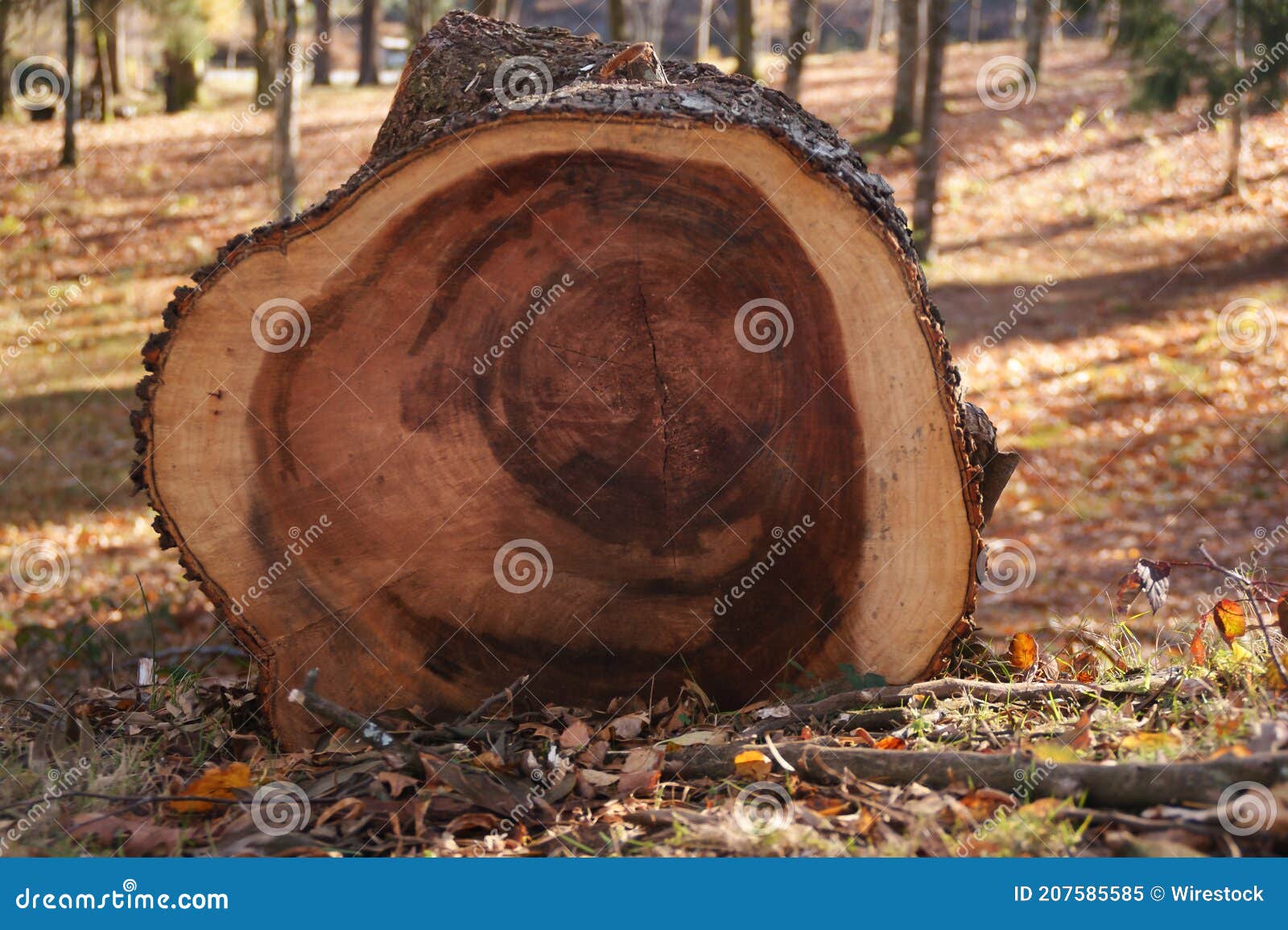 Thick log of a cut tree stock image. Image of close - 207585585