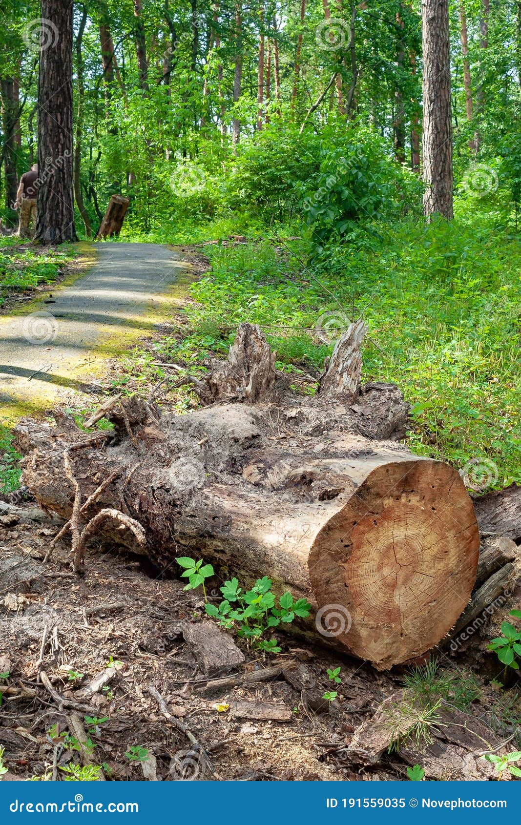 A Thick Log in a Forest Glade. Felled Old Trees in the Forest Stock ...