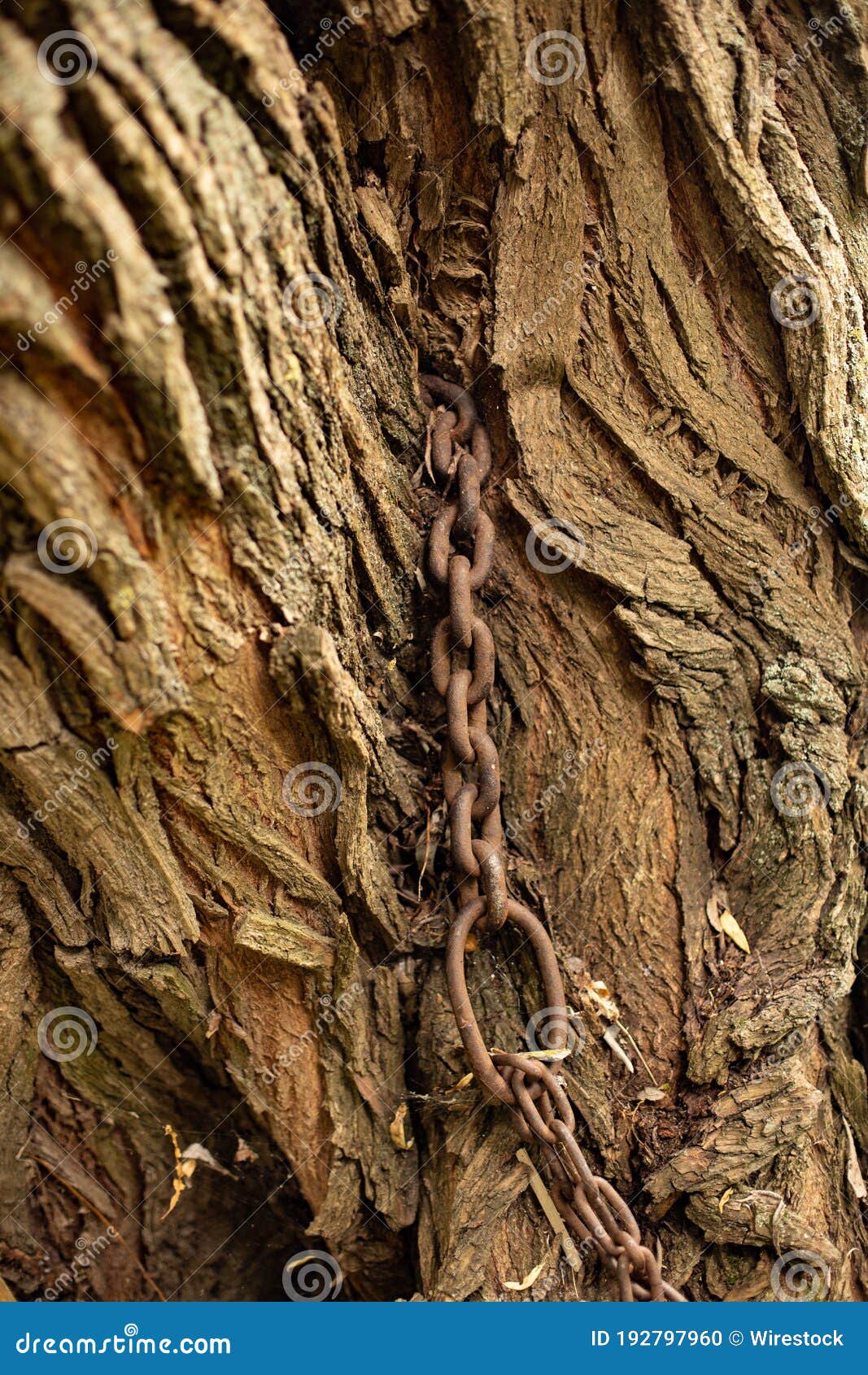 Thick Metallic Chain in the Old and Aged Tree Stock Photo - Image of ...