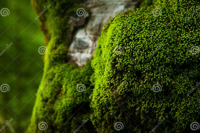 Thick moss stock photo. Image of grow, nature, thick, green - 3226740