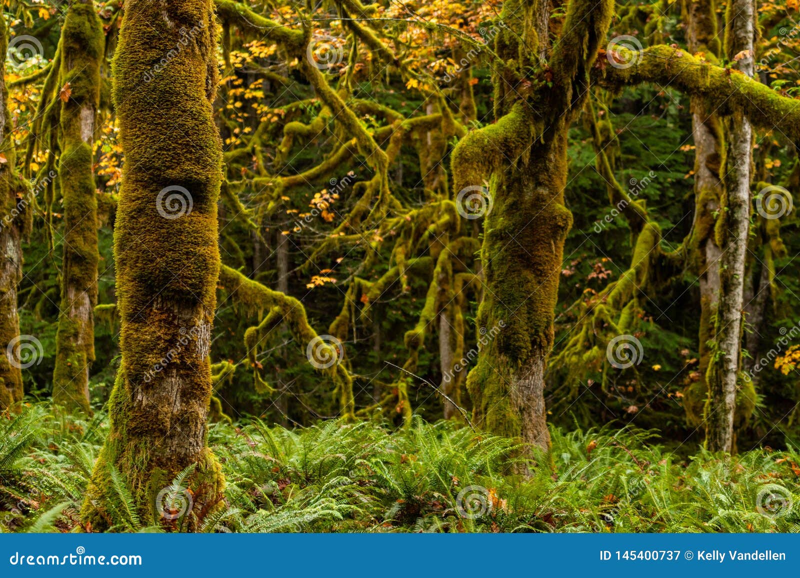 Thick Moss on Sitka Trees with Ferns Stock Image - Image of olympic ...