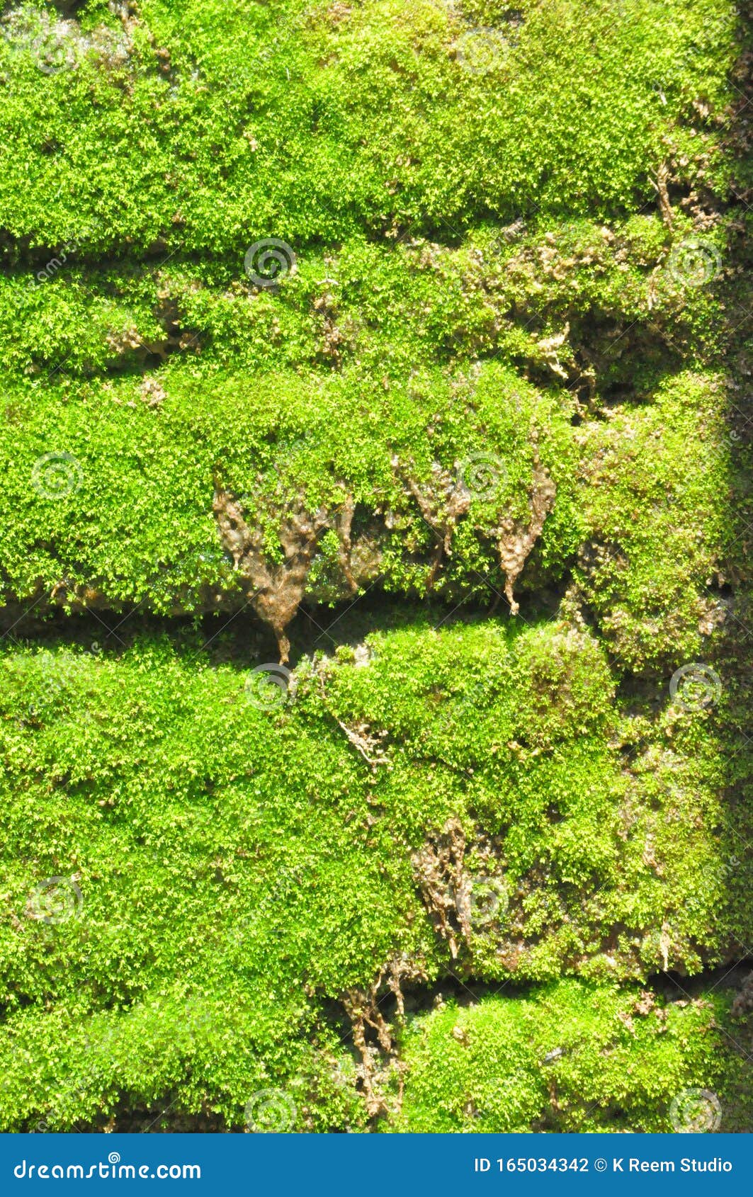 Thick Mossy Brick Wall Texture Stock Photo - Image of wall, brickwall ...