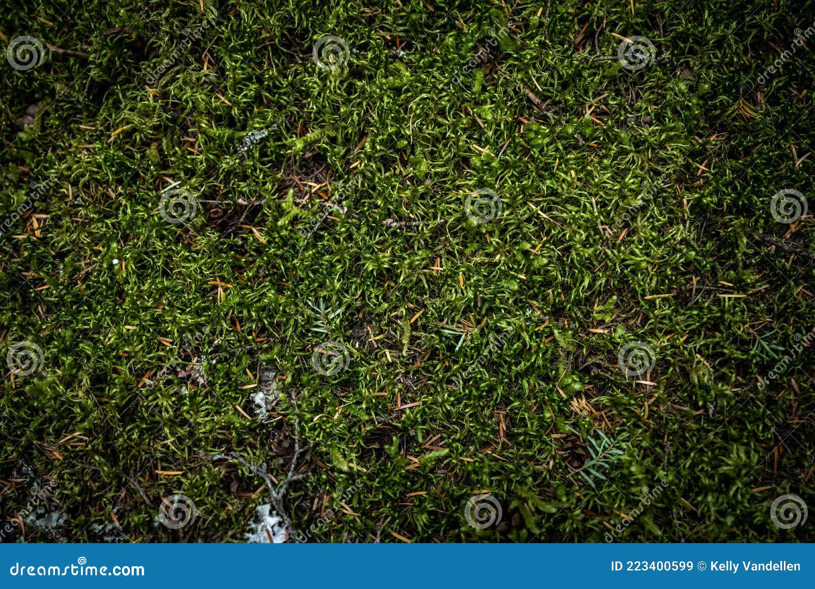 Thick Mossy Texture on Surface of Yellowstone Stock Image - Image of ...