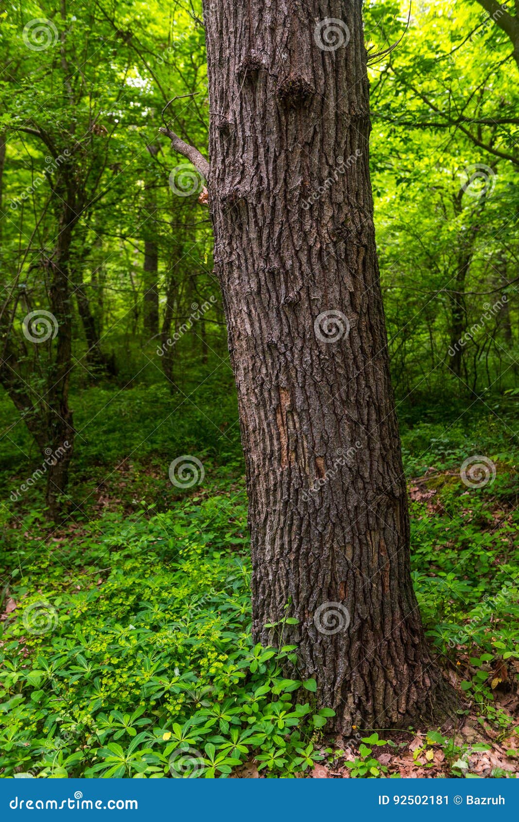 Thick old tree trunk stock image. Image of leaves, grove - 92502181